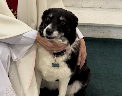 A special guest – Immaculate Conception & St. Dominic, Stone Sacred ...